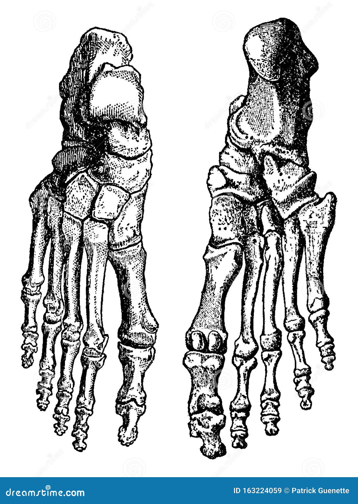 Bones of the Feet, Vintage Illustration Stock Vector - Illustration of ...