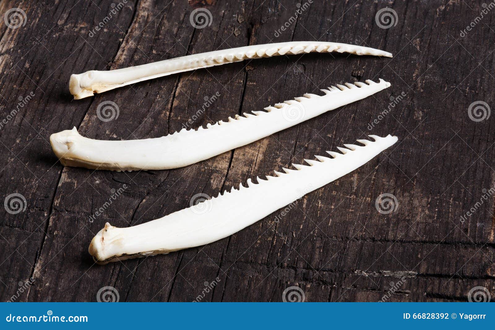 Bones fin carp stock photo. Image of carp, white, bone - 66828392
