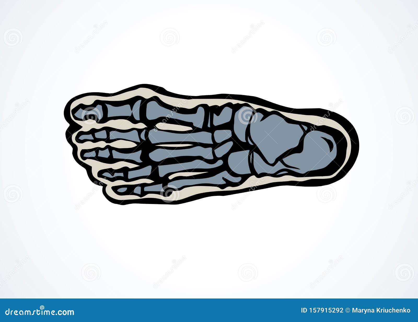 Bones of the Foot. Vector Drawing Stock Vector - Illustration of bone ...