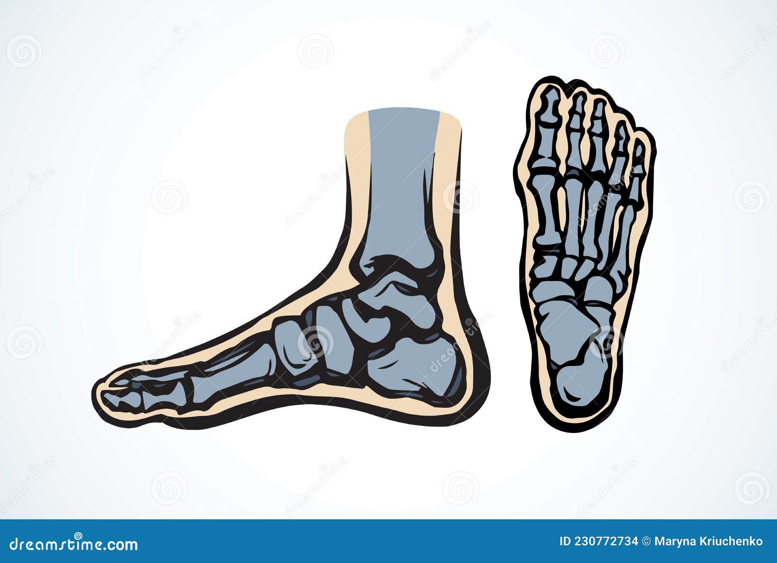Bones of the Foot. Vector Drawing Stock Vector - Illustration of ...