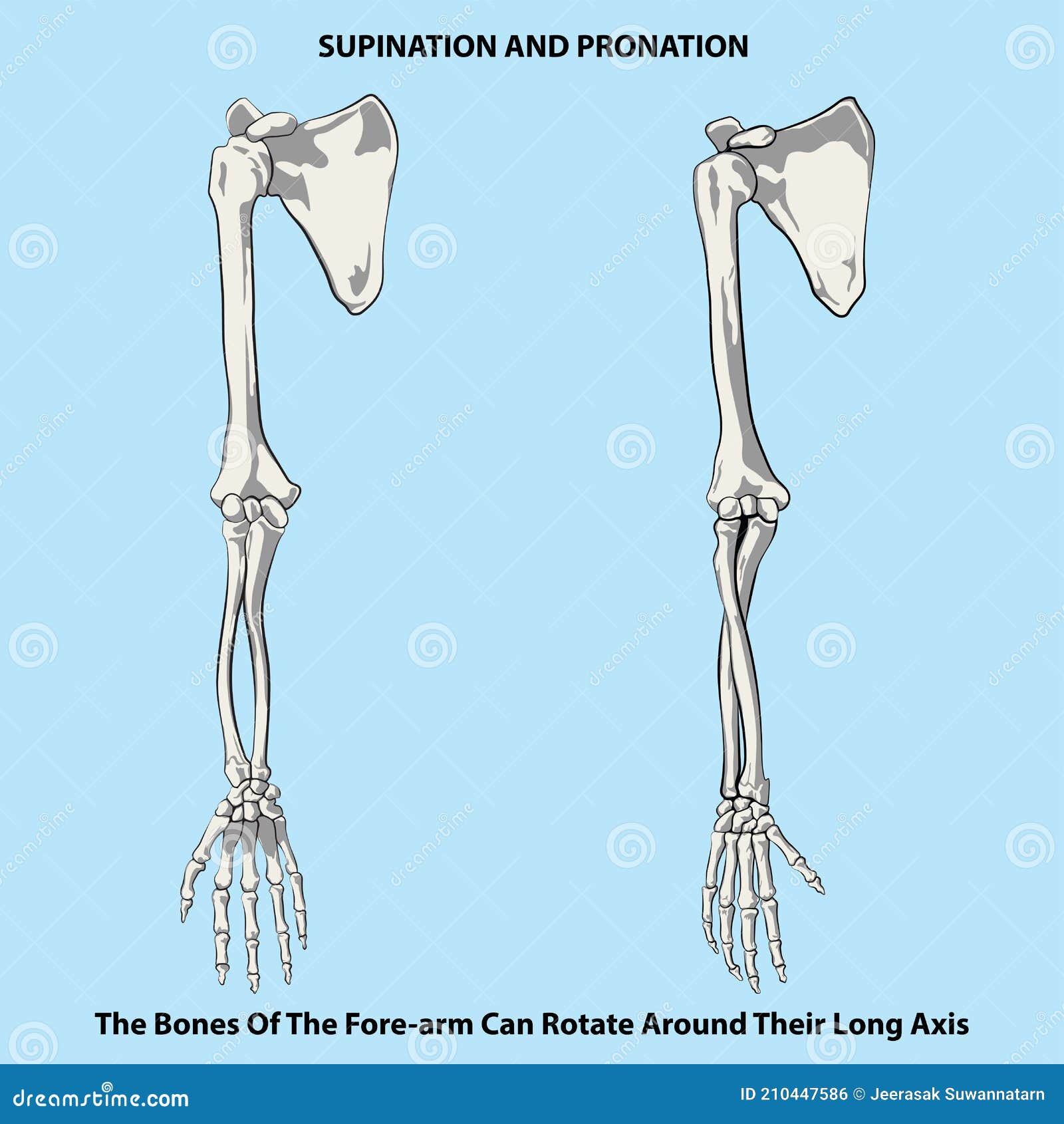 Longitudinal Axis Anatomy