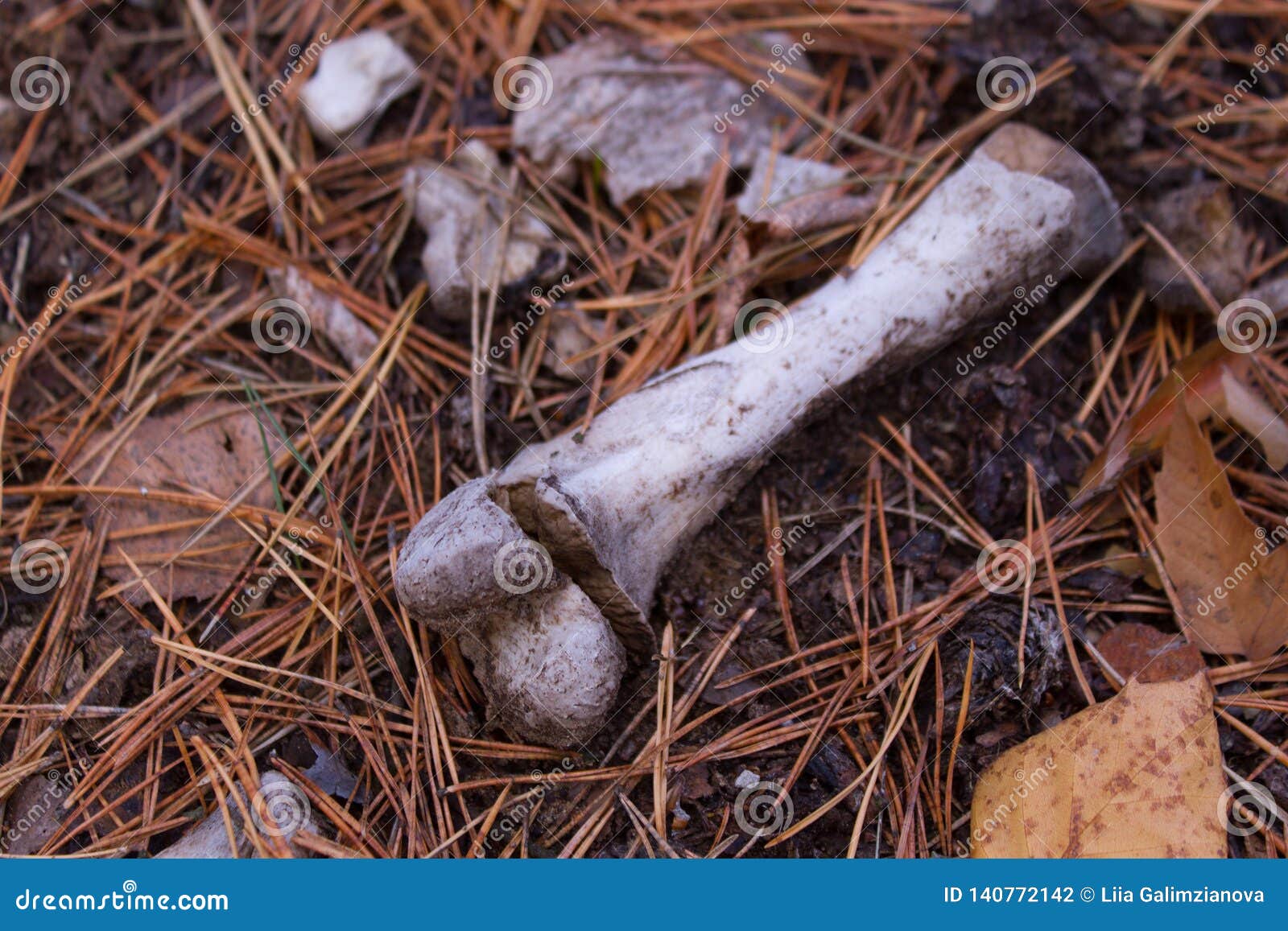 Bones On The Ground Stock Image | CartoonDealer.com #89002891