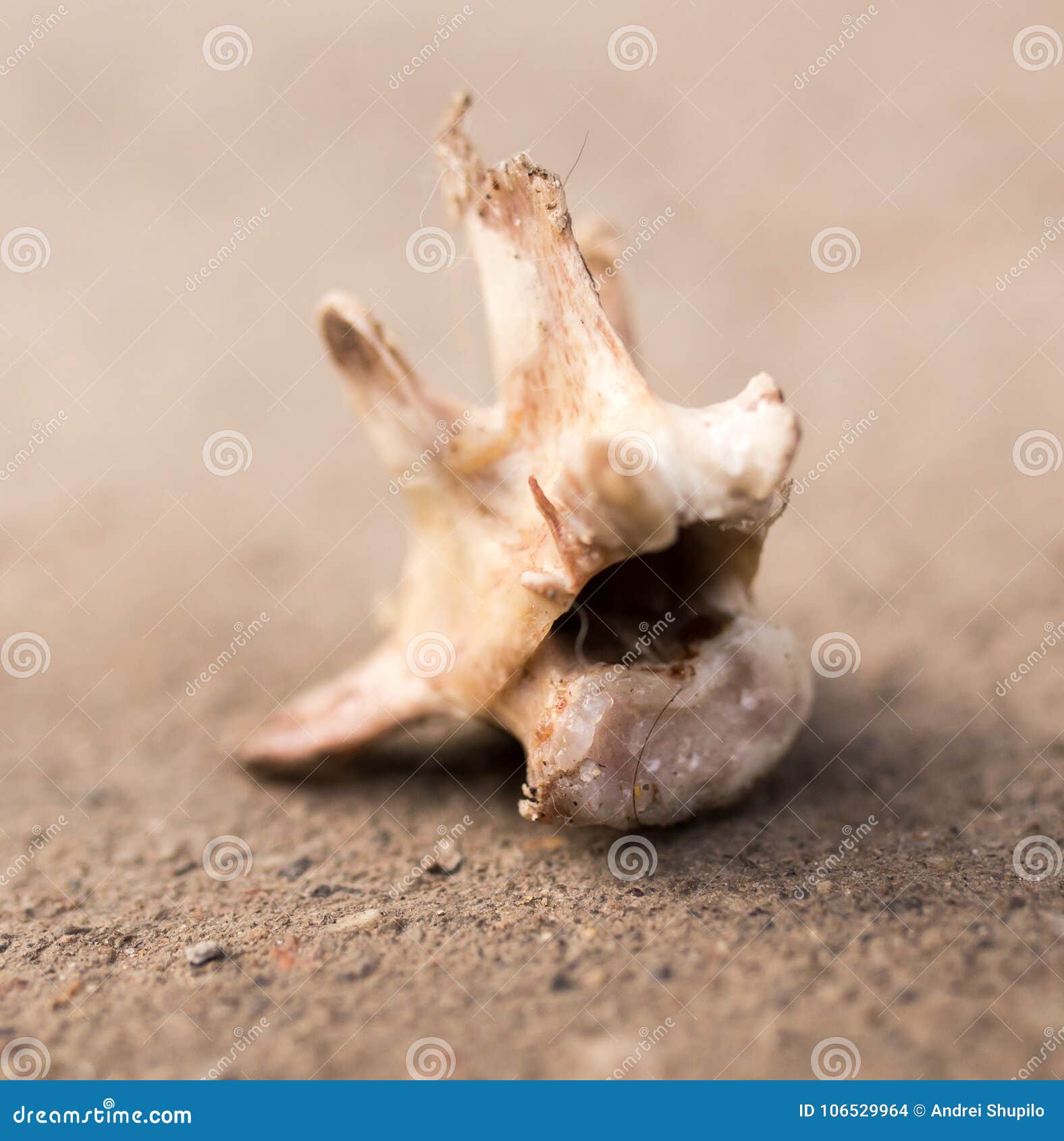 Bones On The Ground Stock Image | CartoonDealer.com #89002891