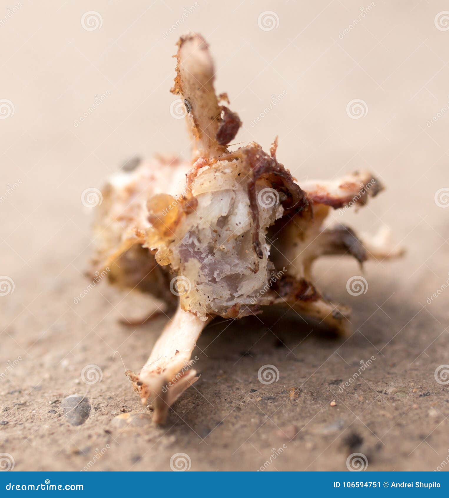 Bones on the ground stock image. Image of wildlife, dead - 106594751