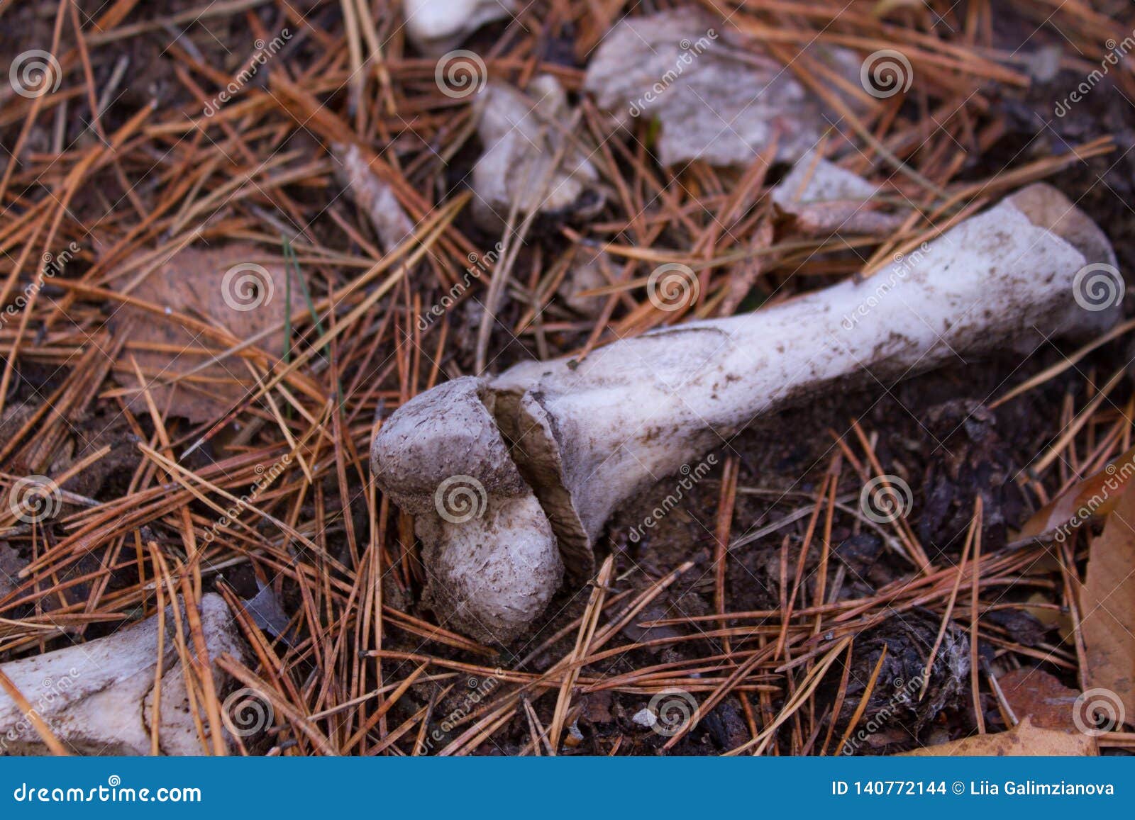 Bones On The Ground Stock Image | CartoonDealer.com #89002891