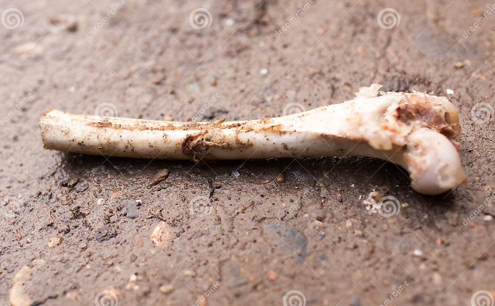 Bones on the ground stock image. Image of aged, nature - 106529661