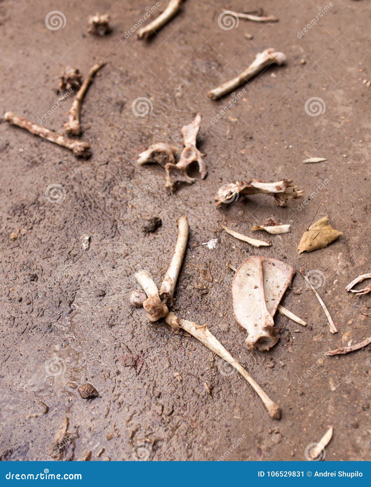 Bones on the ground stock image. Image of animal, mammal - 106529831