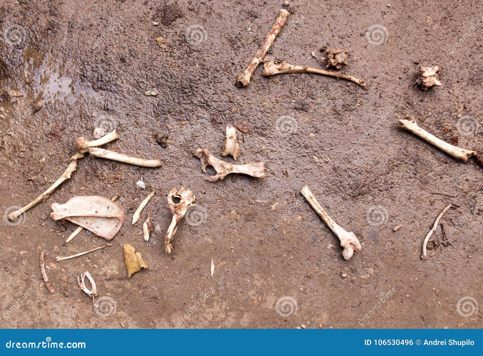 Bones on the ground stock photo. Image of nature, bone - 106530496