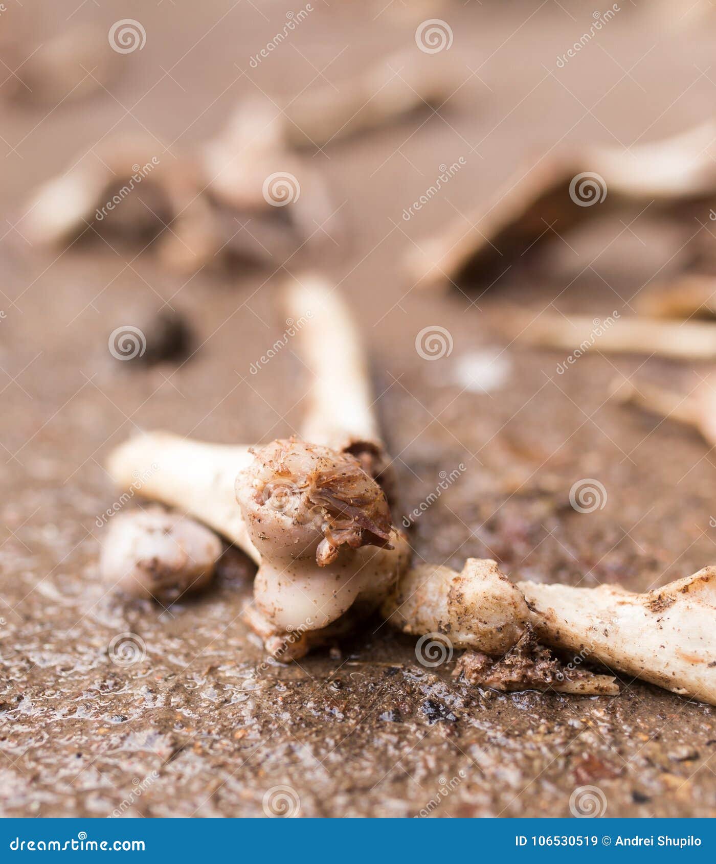Bones on the ground stock image. Image of background - 106530519