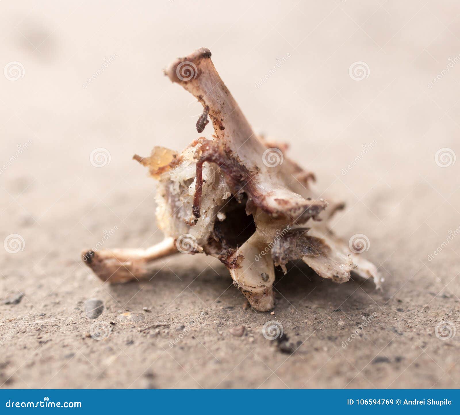 Bones on the ground stock image. Image of white, arid - 106594769