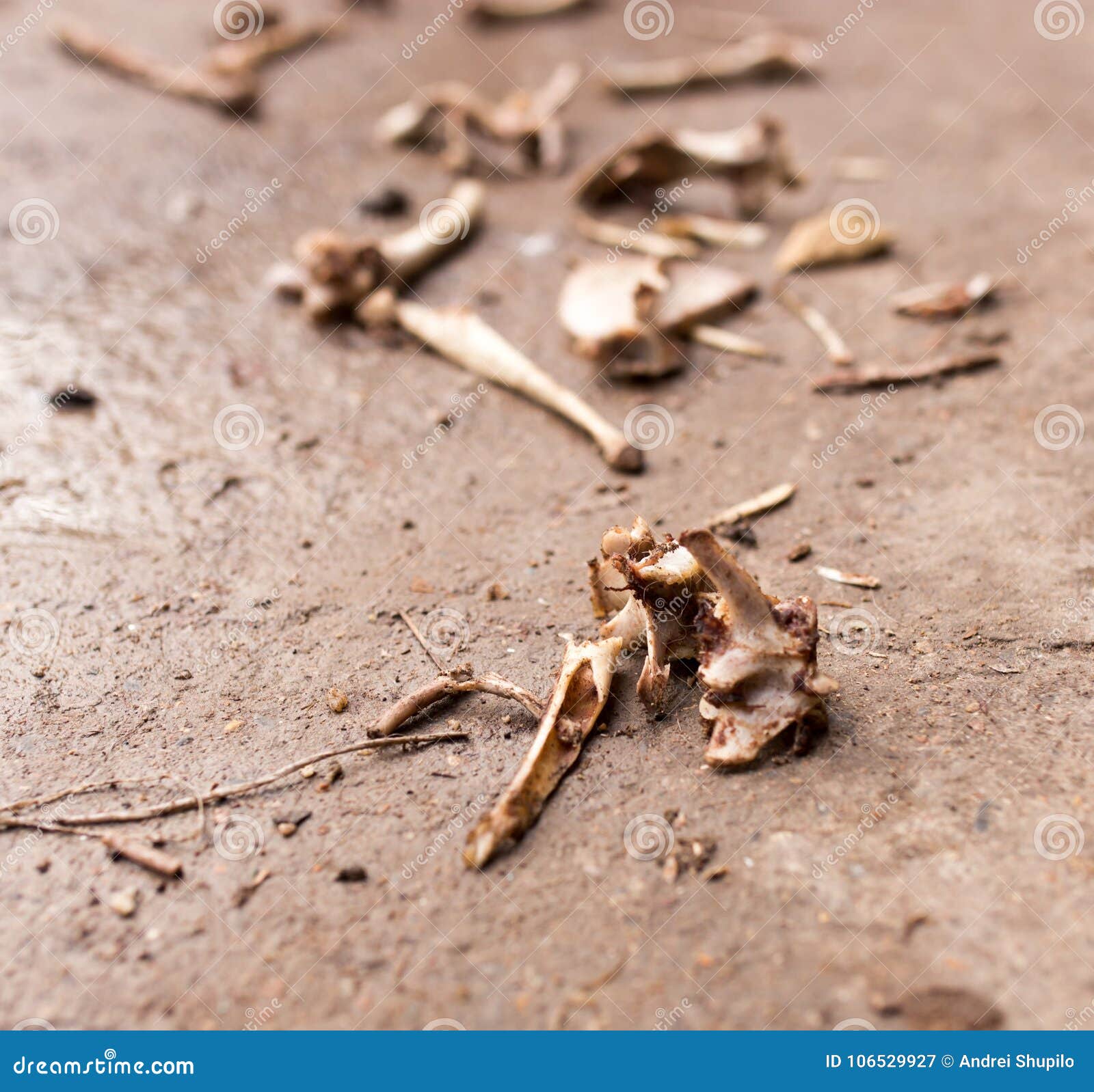 Bones on the ground stock image. Image of white, mammal - 106529927
