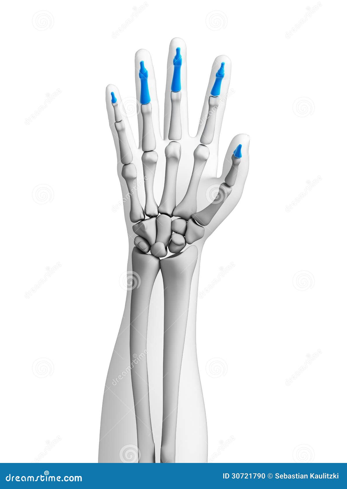Bones of the hand stock illustration. Illustration of body - 30721790