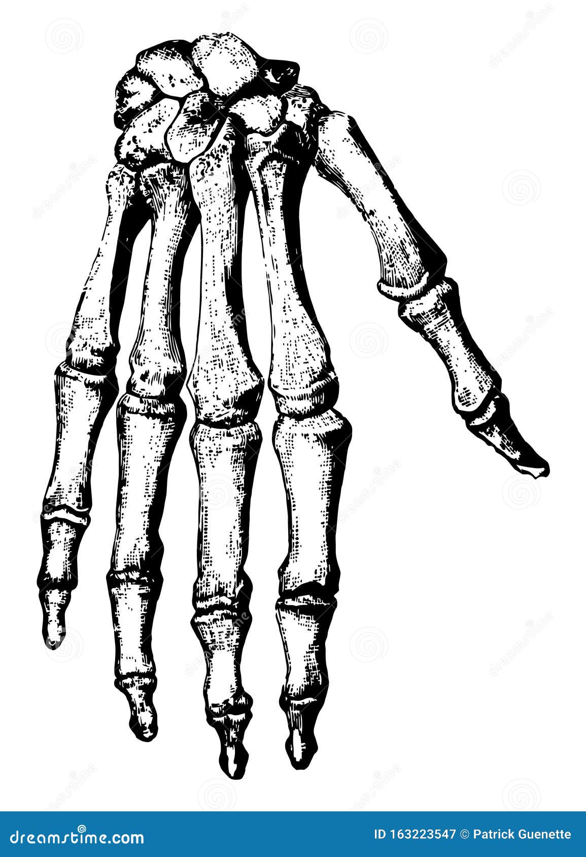 Bones of the Hand, Vintage Illustration Stock Vector - Illustration of ...
