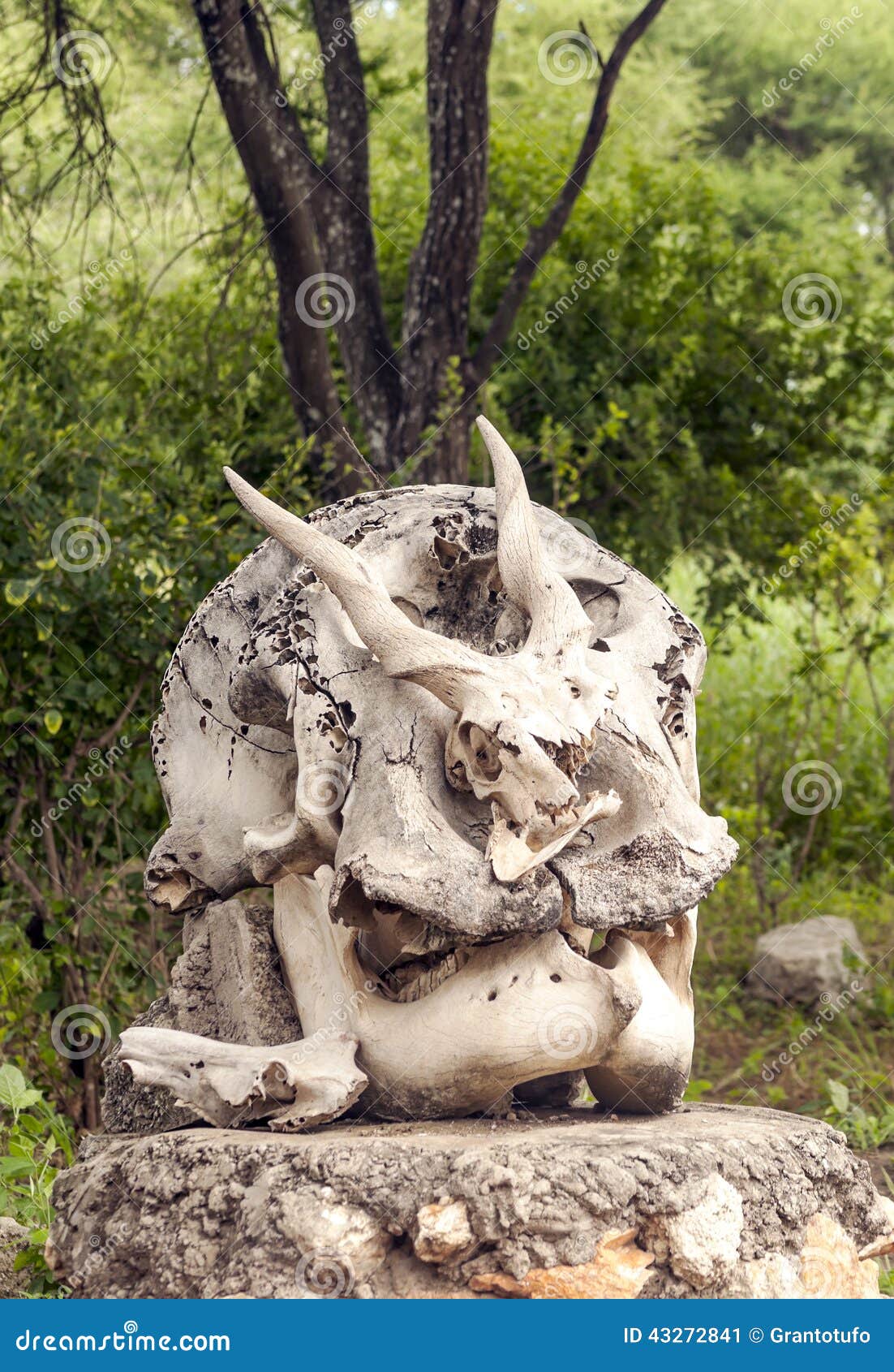Bones of the Head of a Boar Stock Image - Image of anatomy, sciencie: 43272841