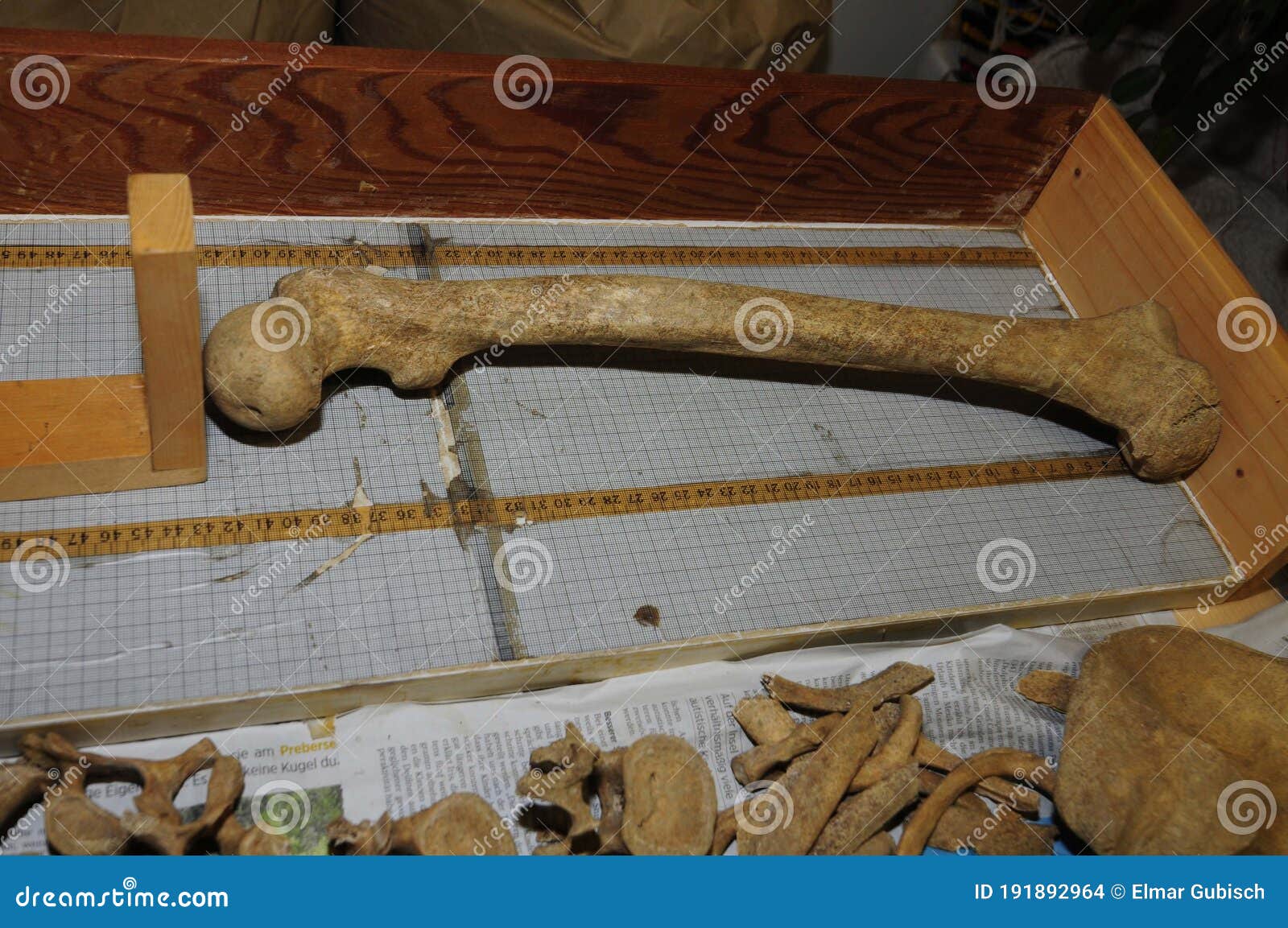 Bones of a human body stock photo. Image of work, anthropology - 191892964