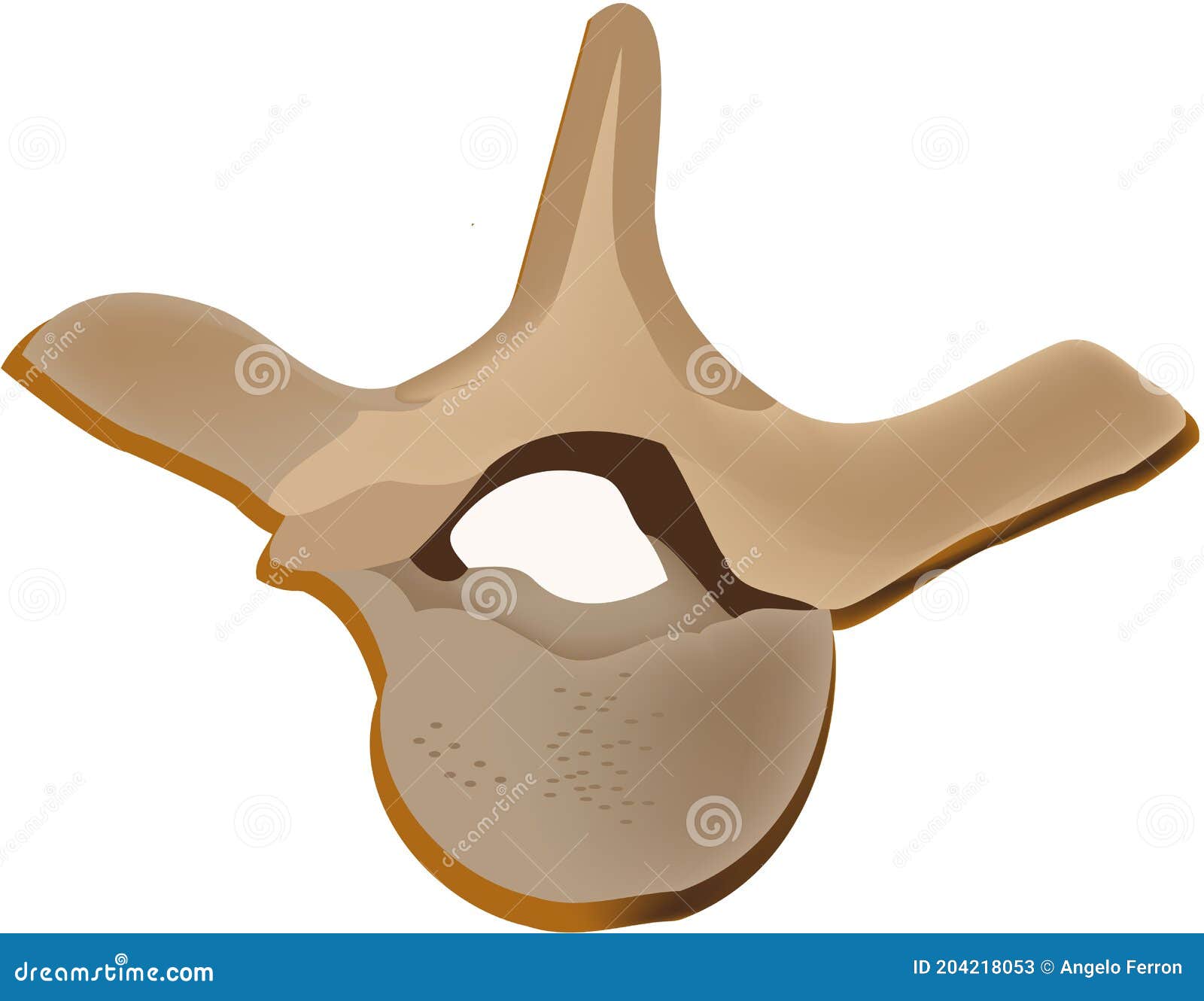 Bones Of The Human Body Thoracic Vertebrae Vertebrae Cartoon Vector ...