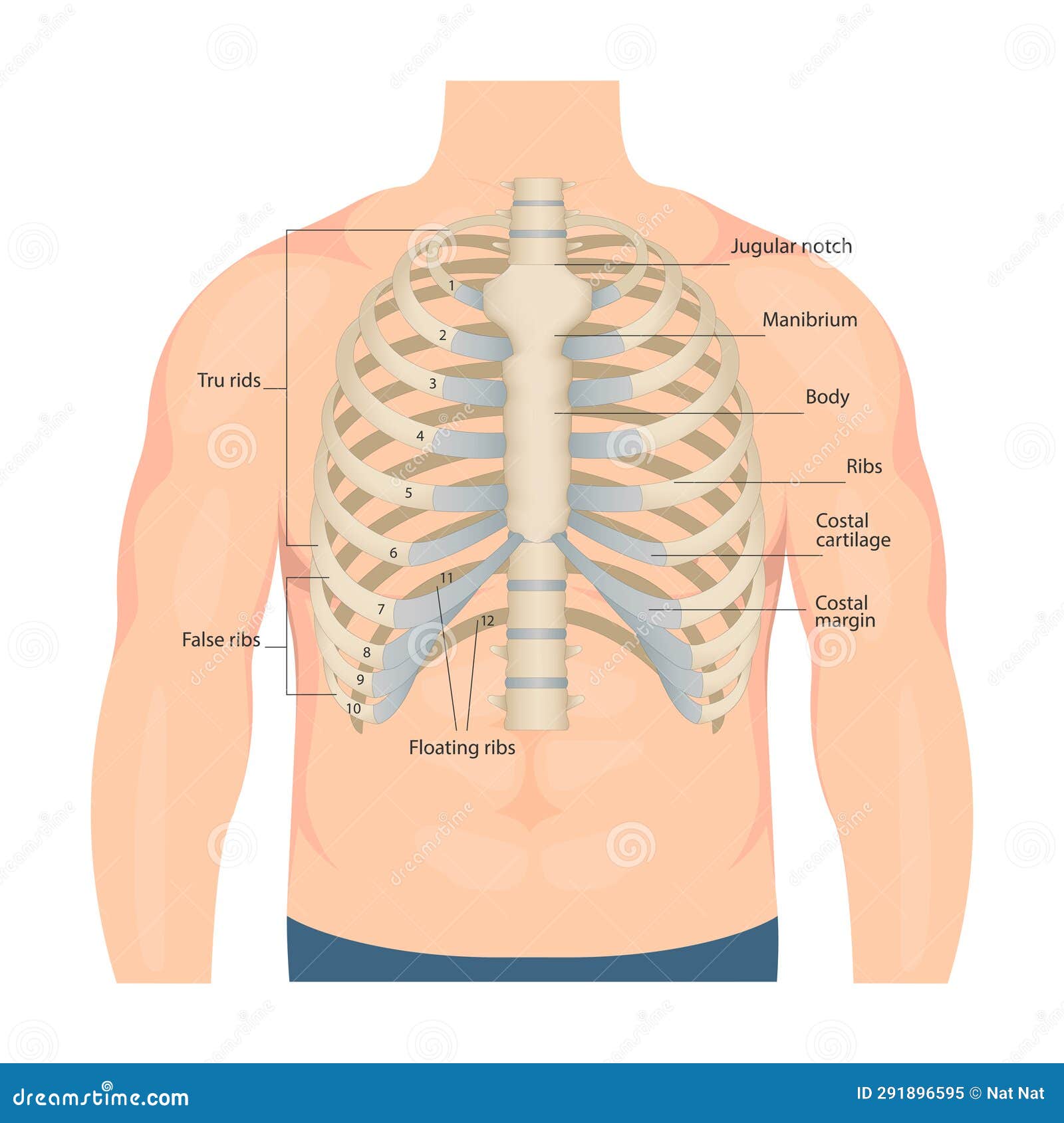 Bones of the Human Chest. Bones of the Chest with the Name and ... Bones of the Human Chest. Bones of the Chest with the Name and ...