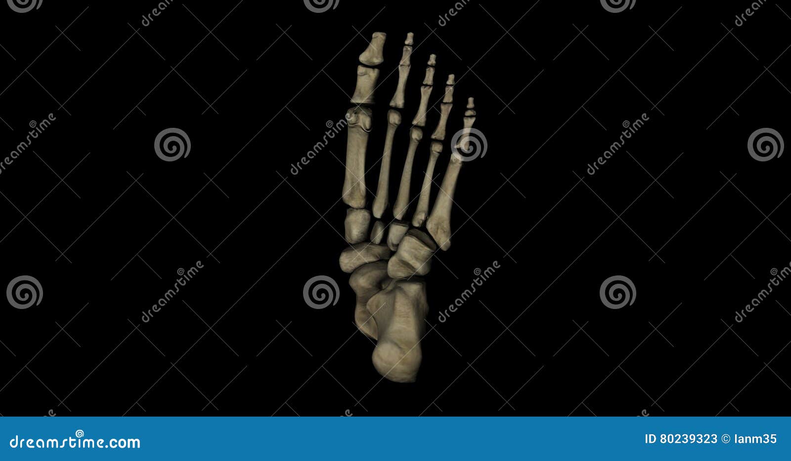 Plantigrade Cartoons, Illustrations & Vector Stock Images - 16 Pictures ...