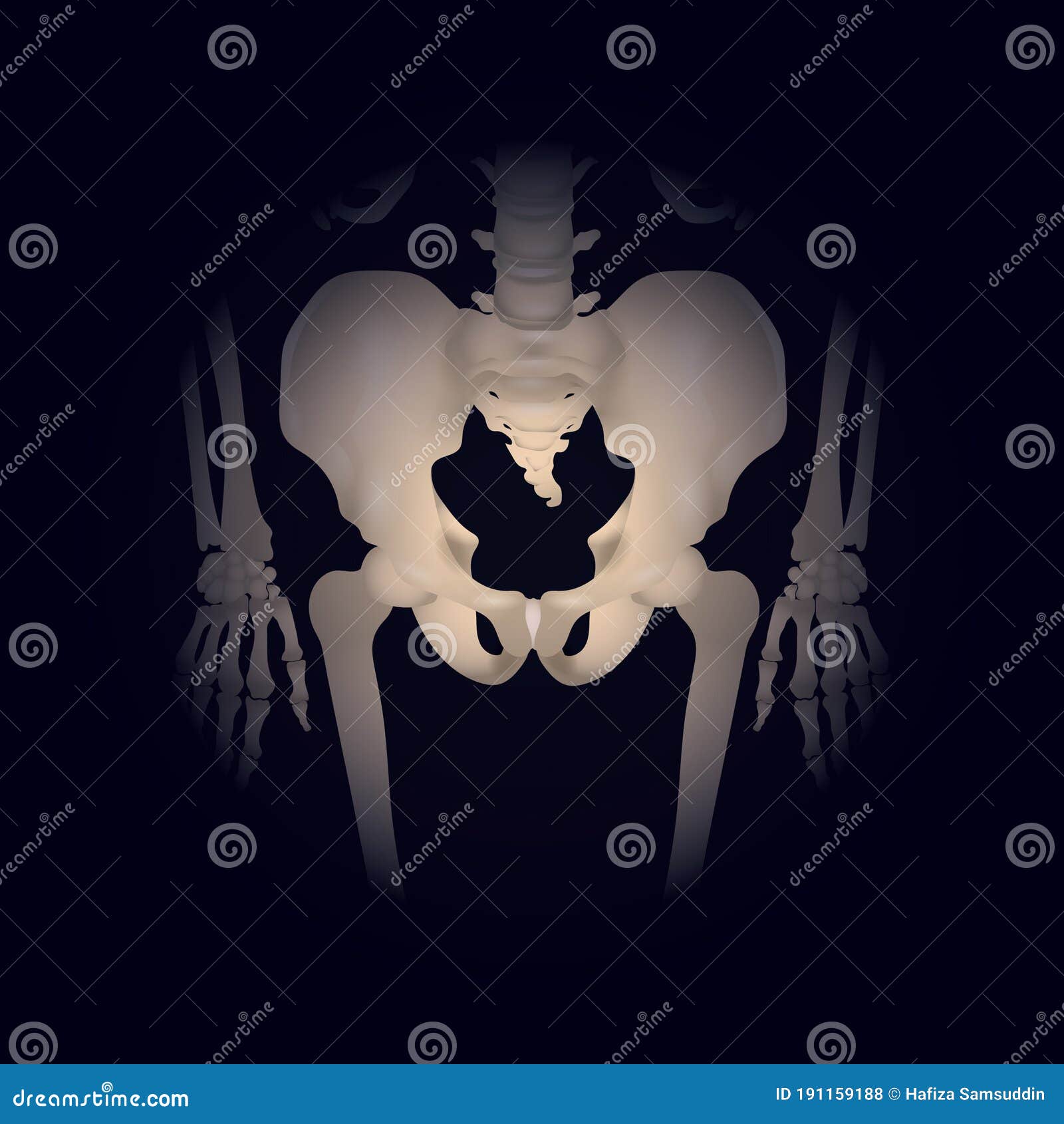 Bones of Human Hip Joint. Vector Illustration Decorative Design Stock ...