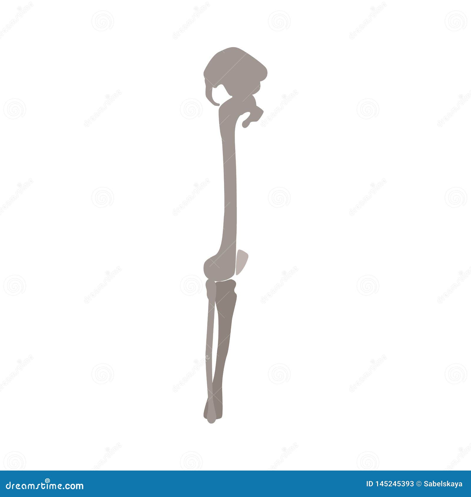 Bones of Human Leg Vector Flat Illustration Isolated on White ...