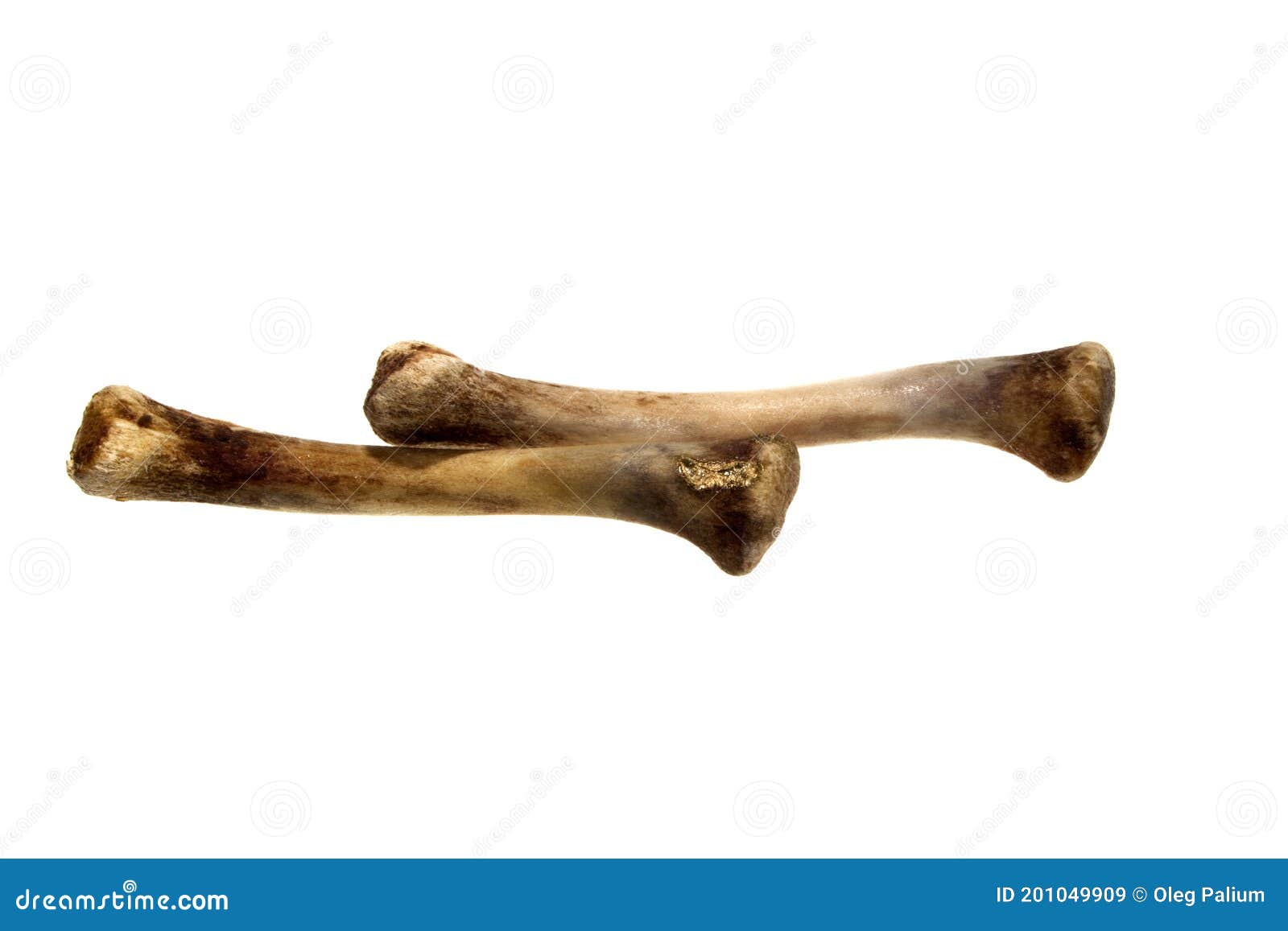 Bones Isolated on White Background Stock Image - Image of animal, bones ...