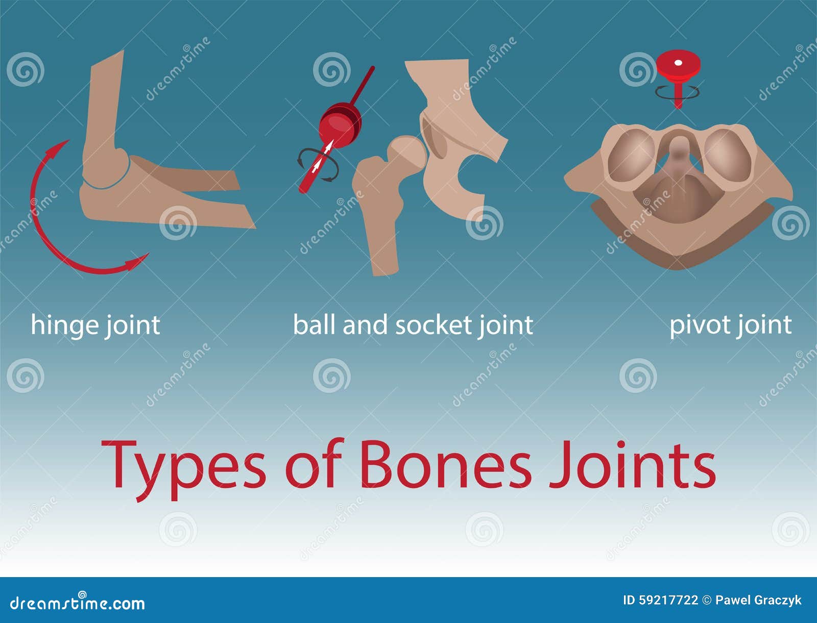 Bones joints stock vector. Illustration of movement, organ - 59217722 Bones joints stock vector. Illustration of movement, organ - 59217722