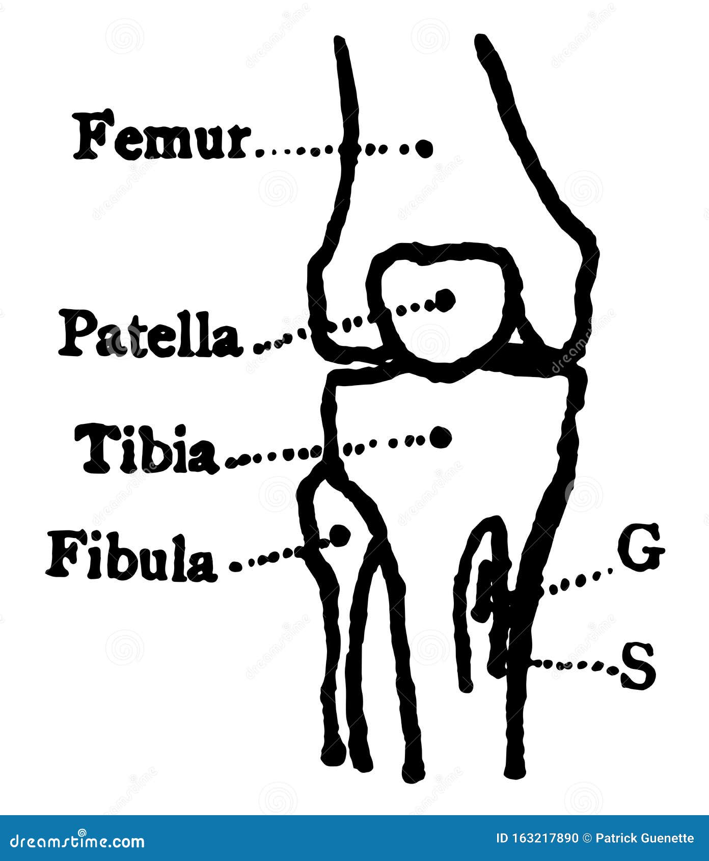 Bones of the Knee, Vintage Illustration Stock Vector - Illustration of ...