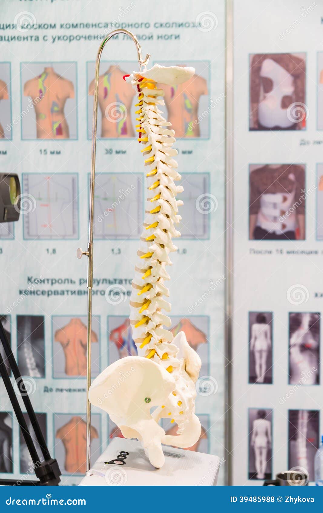 Bones layout stock photo. Image of orthopedist, care - 39485988