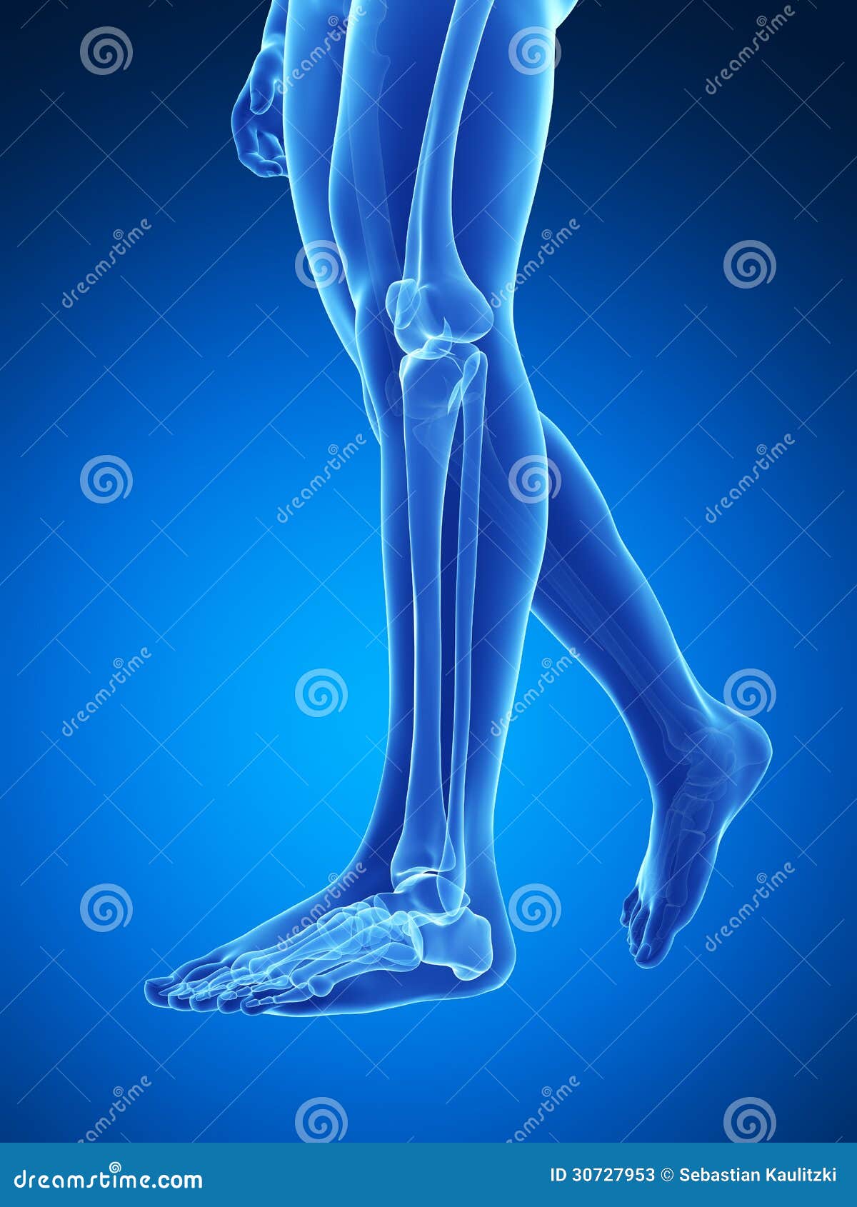 Bones Legs Anatomy Royalty-Free Stock Photography | CartoonDealer.com ...