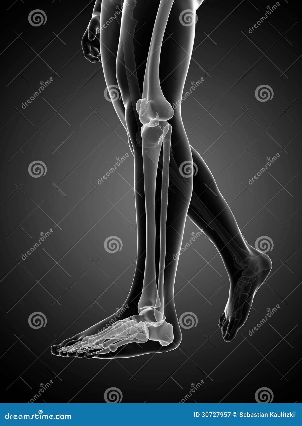 Bones Legs Anatomy Royalty-Free Stock Photography | CartoonDealer.com ...