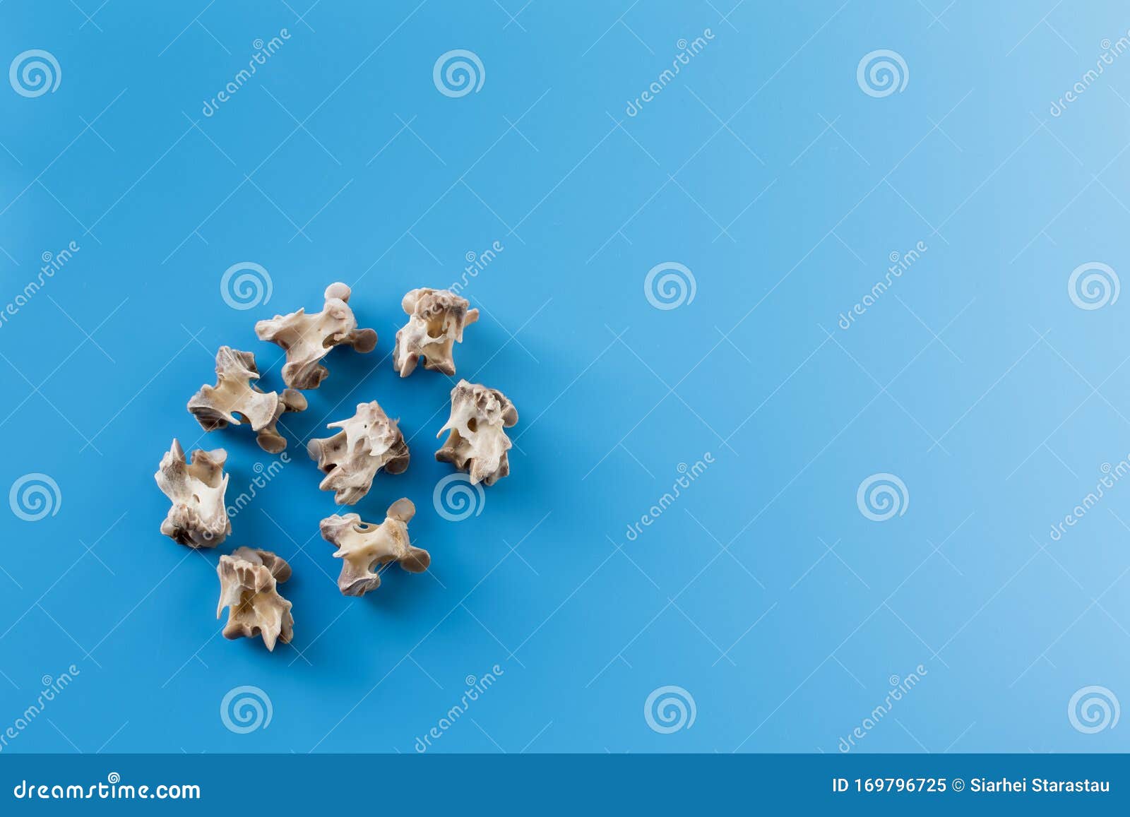 Bones from the Neck of a Duck on a Blue Background Stock Image - Image ...