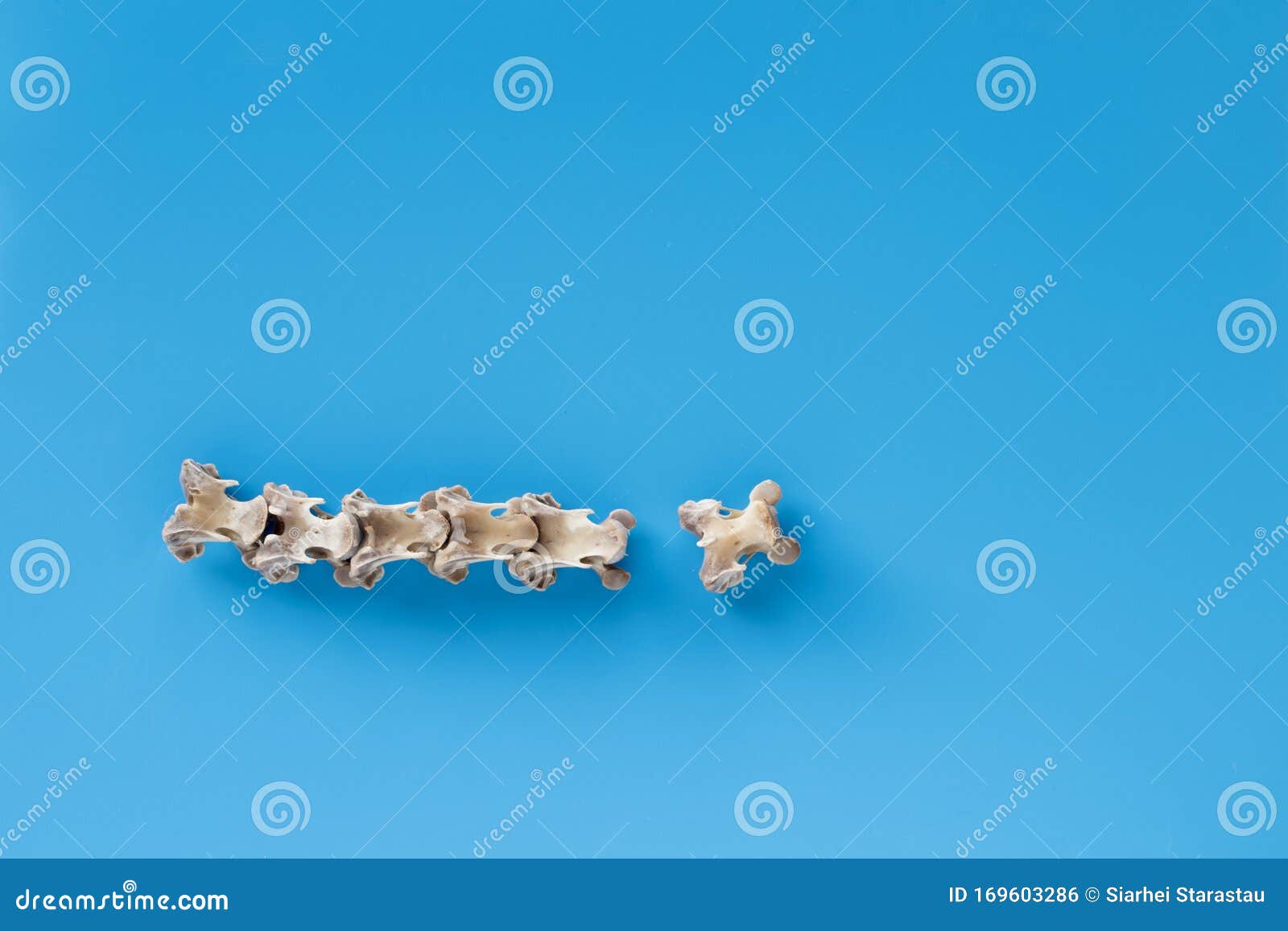 Bones from the Neck of a Duck on a Blue Background Stock Photo - Image ...