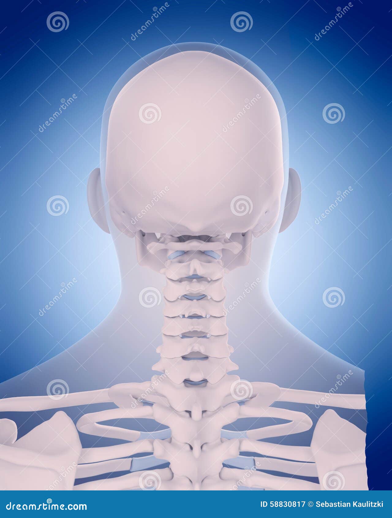 Bones of the neck stock illustration. Illustration of rendering - 58830817
