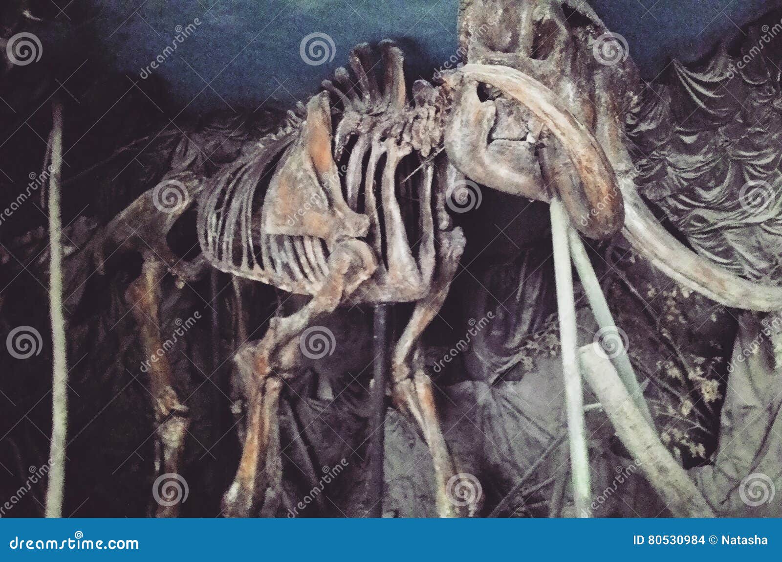 Bones stock photo. Image of russia, elephant, museum - 80530984