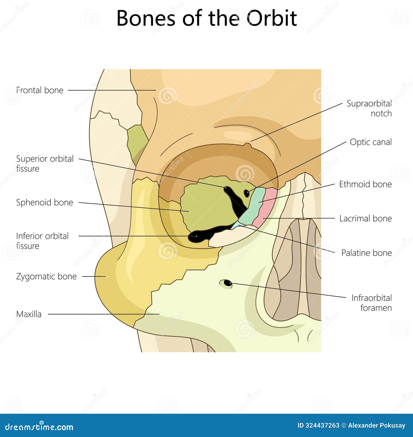 Bones of the Orbit Anatomy Diagram Medical Science Stock Illustration - Illustration of medicine ...