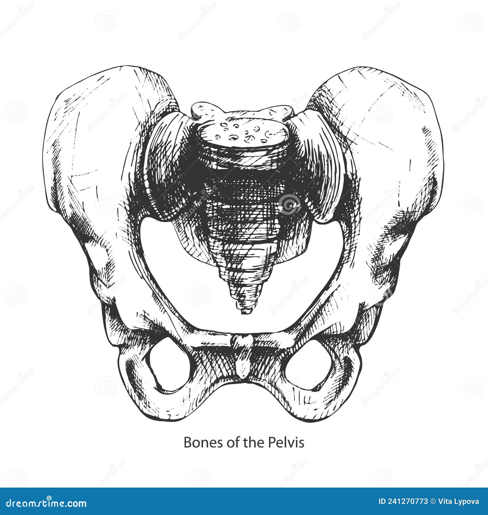 483_Bones of the Pelvis stock vector. Illustration of sketch - 241270773