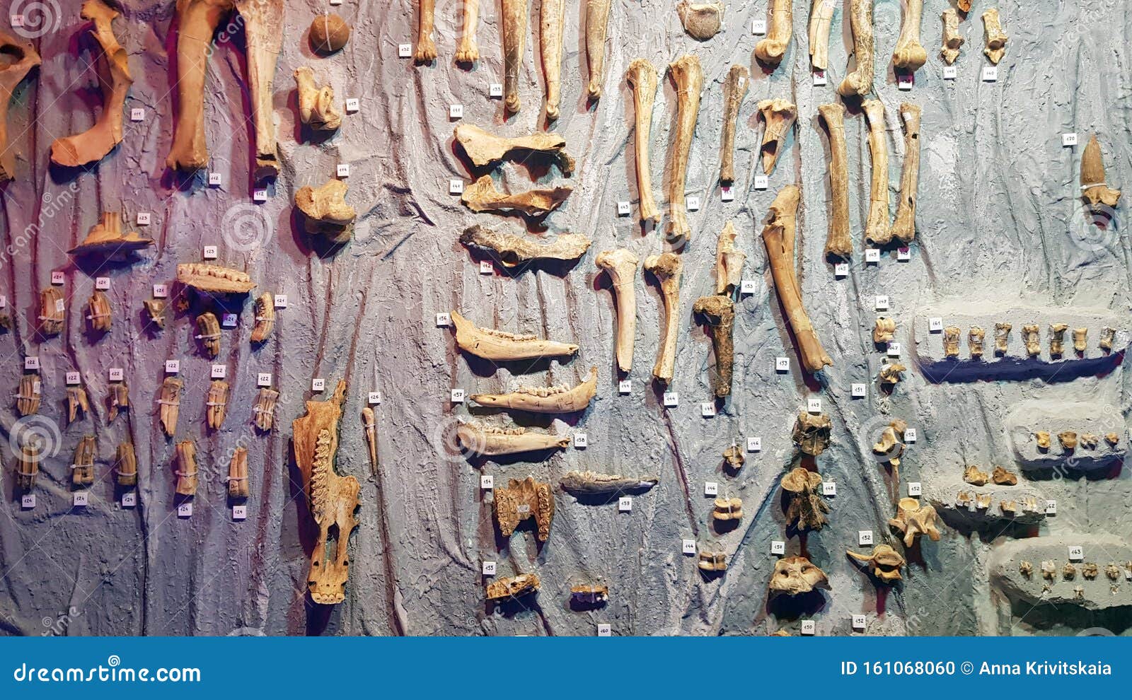 Bones of Prehistoric Animals Editorial Image - Image of animal, exhibit ...
