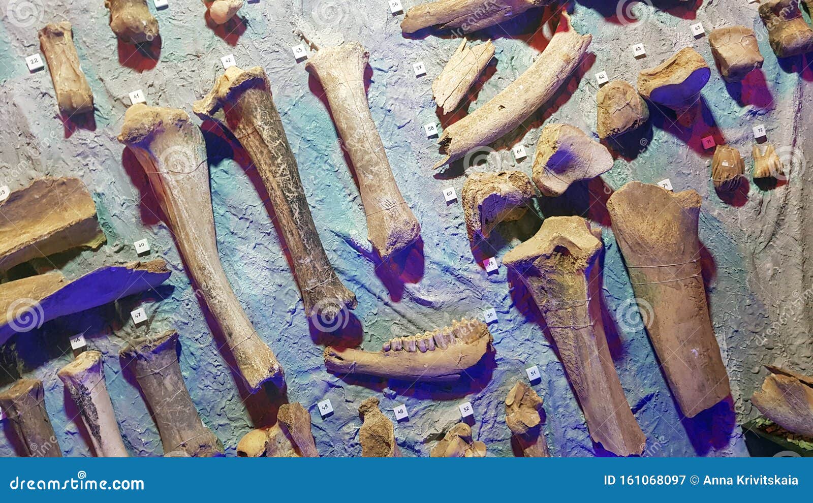 Bones of Prehistoric Animals Editorial Photography - Image of dinosaur ...