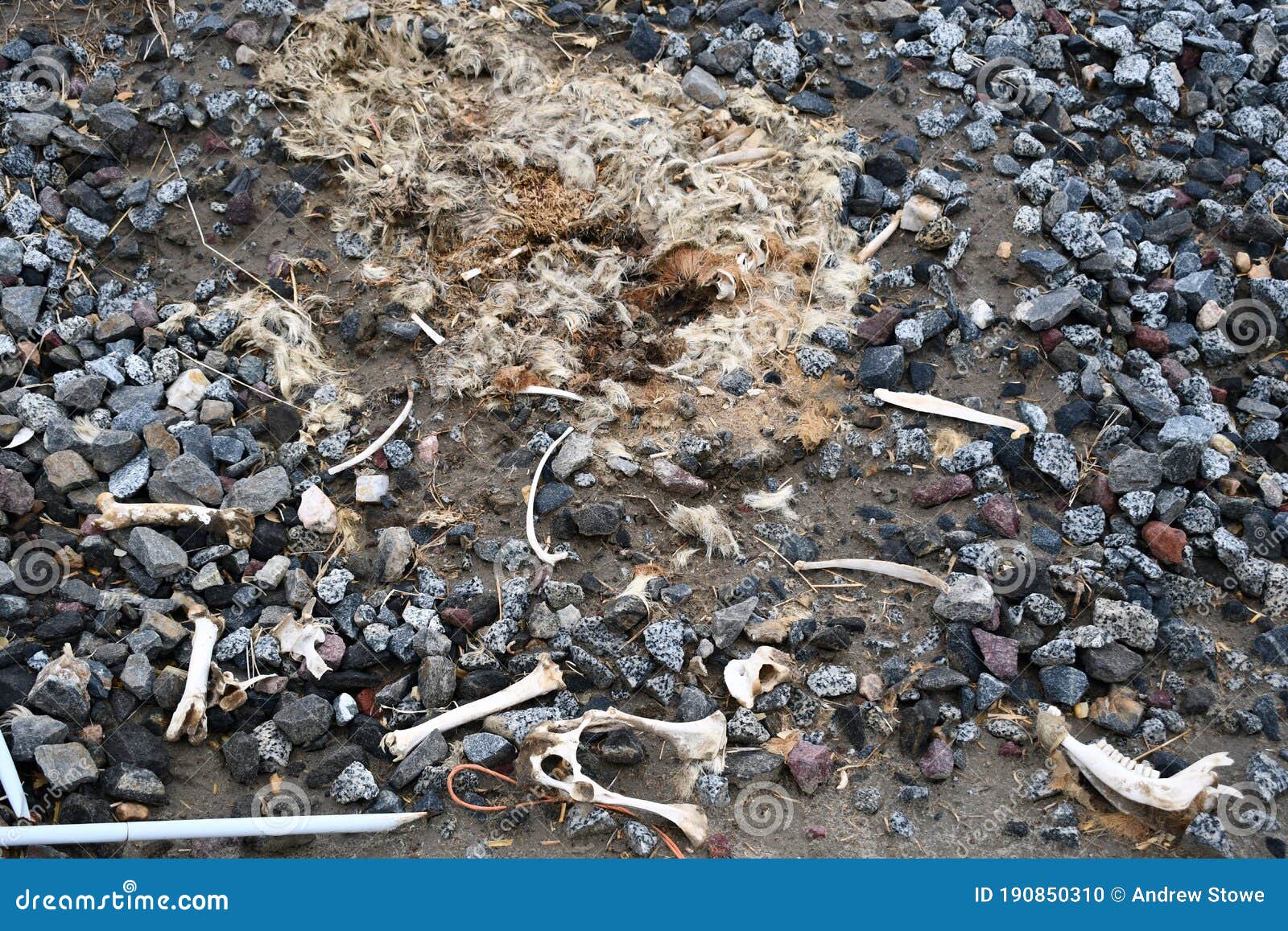 Bones Scattered Along Railroad Tracks Stock Photo - Image of anatomical ...