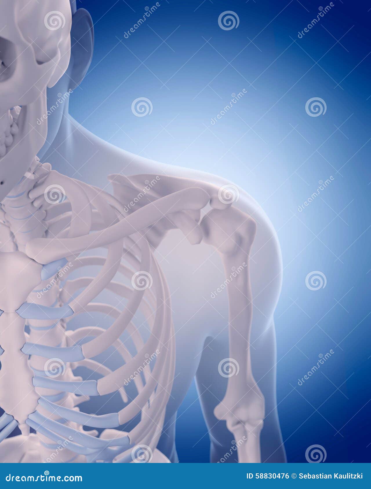 Bones Of The Shoulder Girdle And Upper Limbs. Vector Illustration ...
