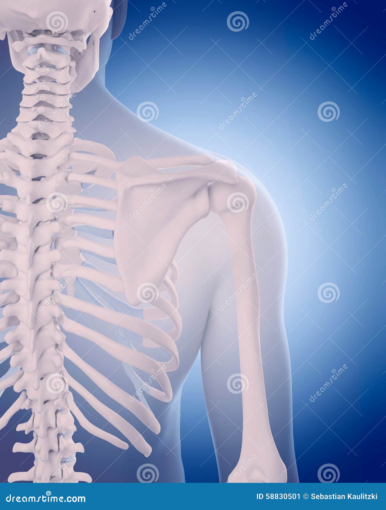 Bones of the shoulder stock illustration. Illustration of back - 58830501