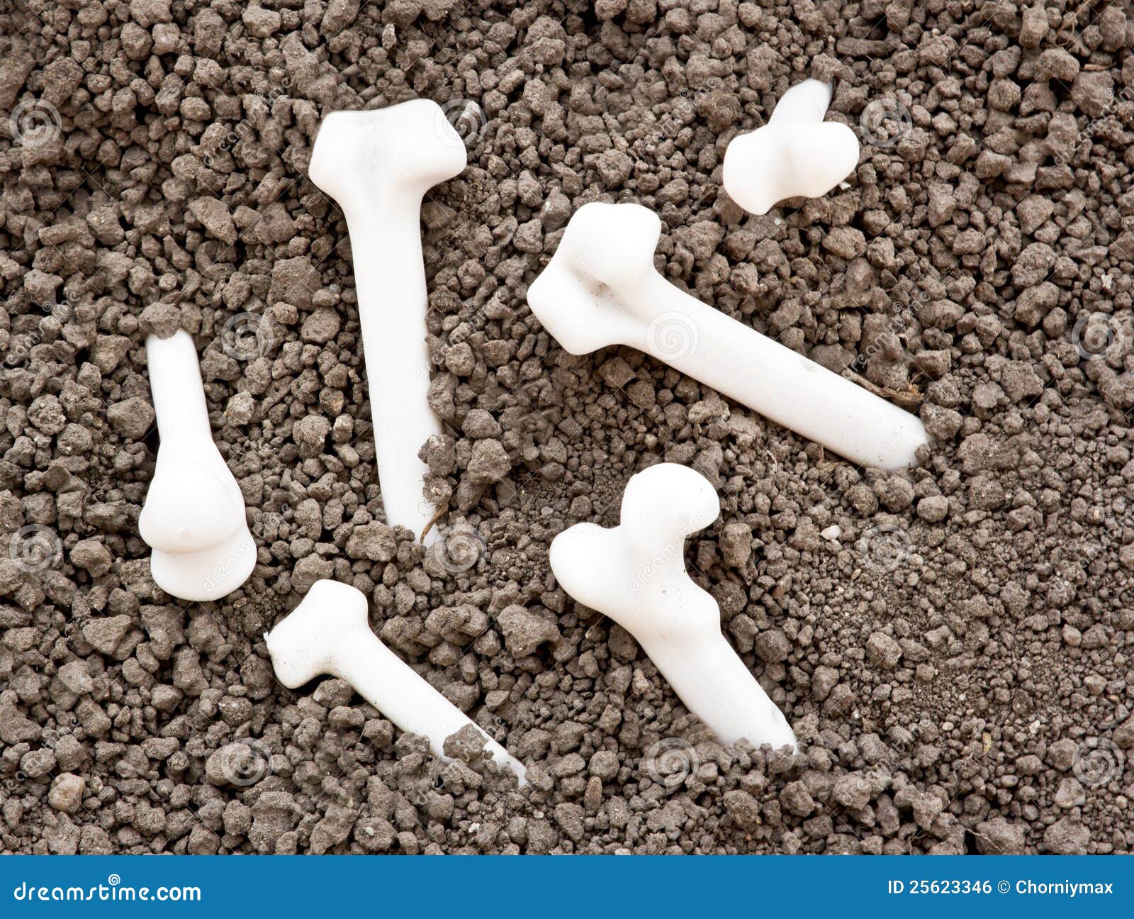 Bones of skeleton stock photo. Image of steed, bones - 25623346