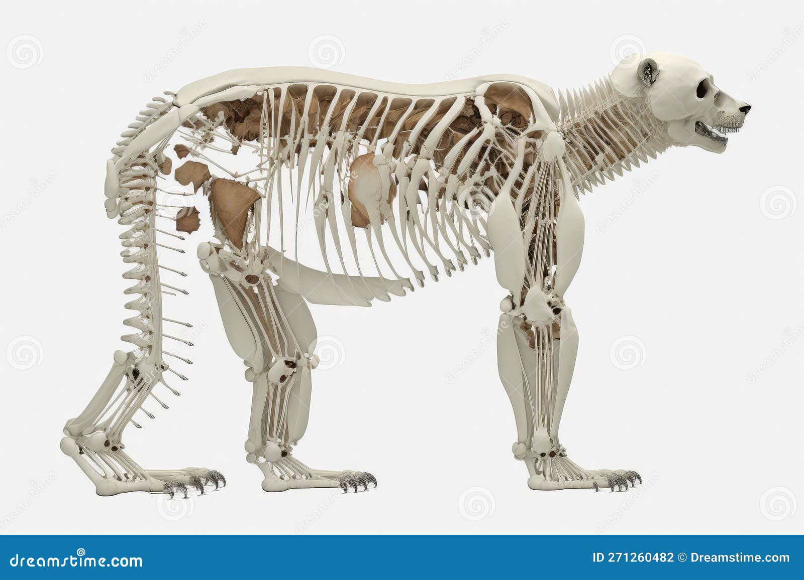 Bones Skeleton of a White Bear Isolated on White Background Stock Illustration - Illustration of ...