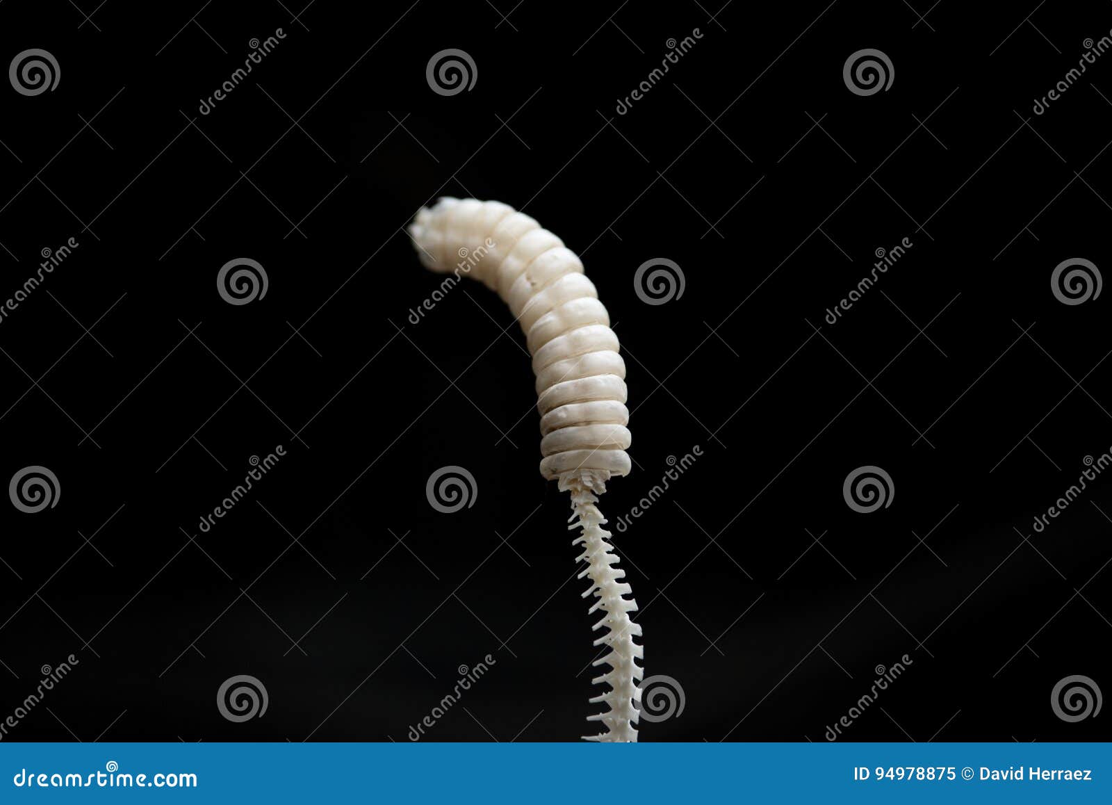 Bones of the Tail of a Rattlesnake on Black . Stock Image - Image of ...