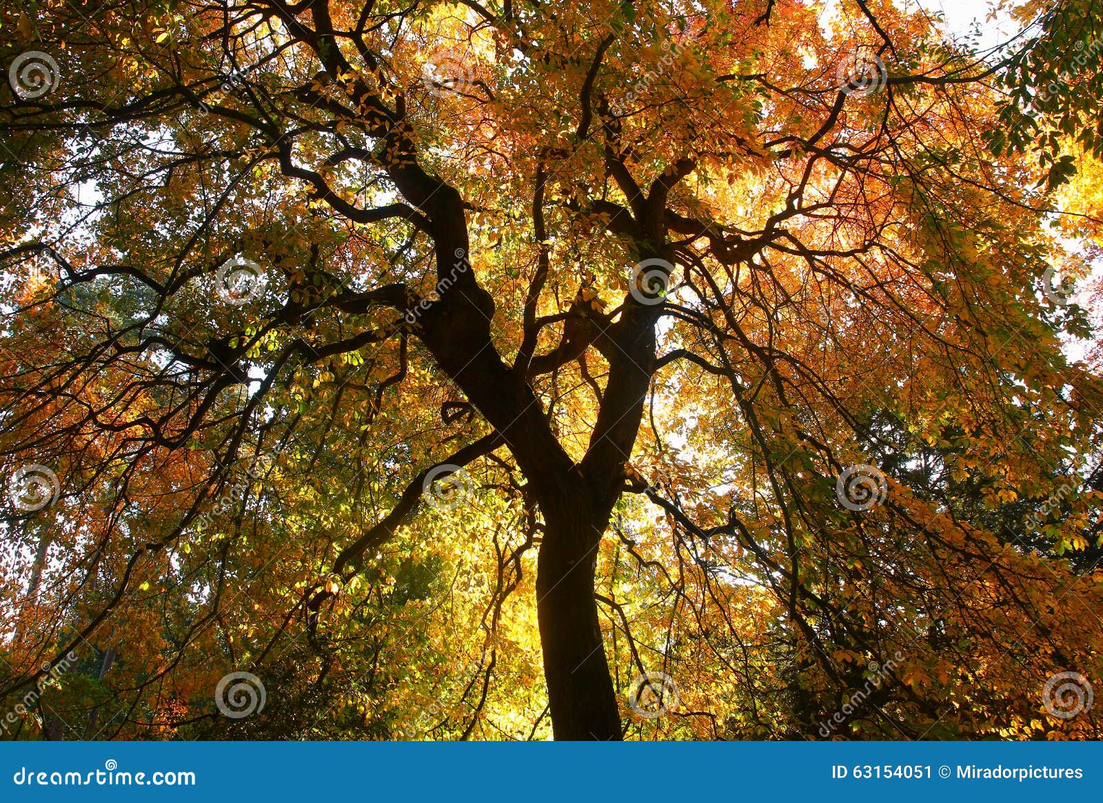 The bones of trees stock image. Image of walk, beautiful - 63154051