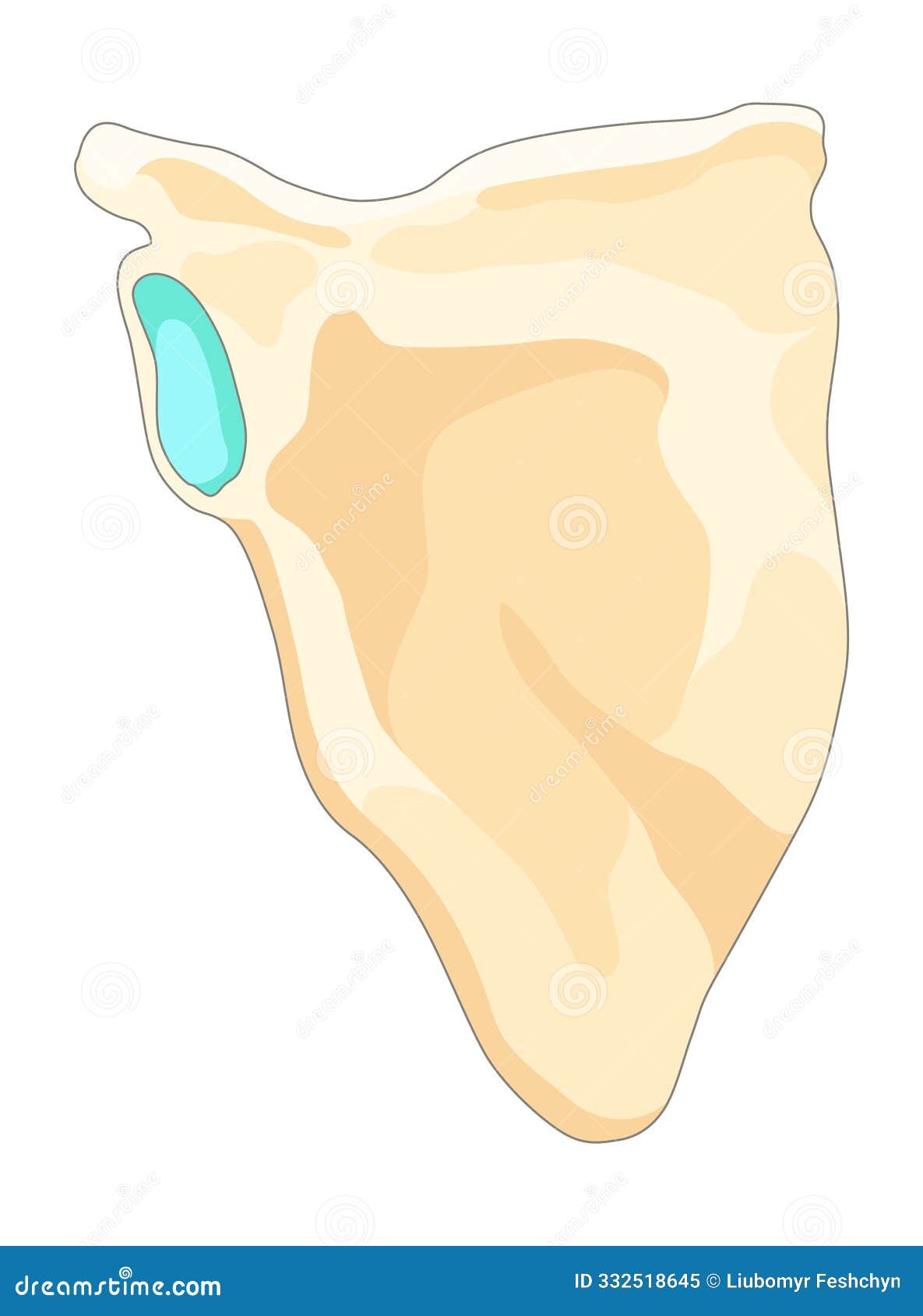 Bones Type Skeleton. Educational Anatomical Diagram Element. Bone ...