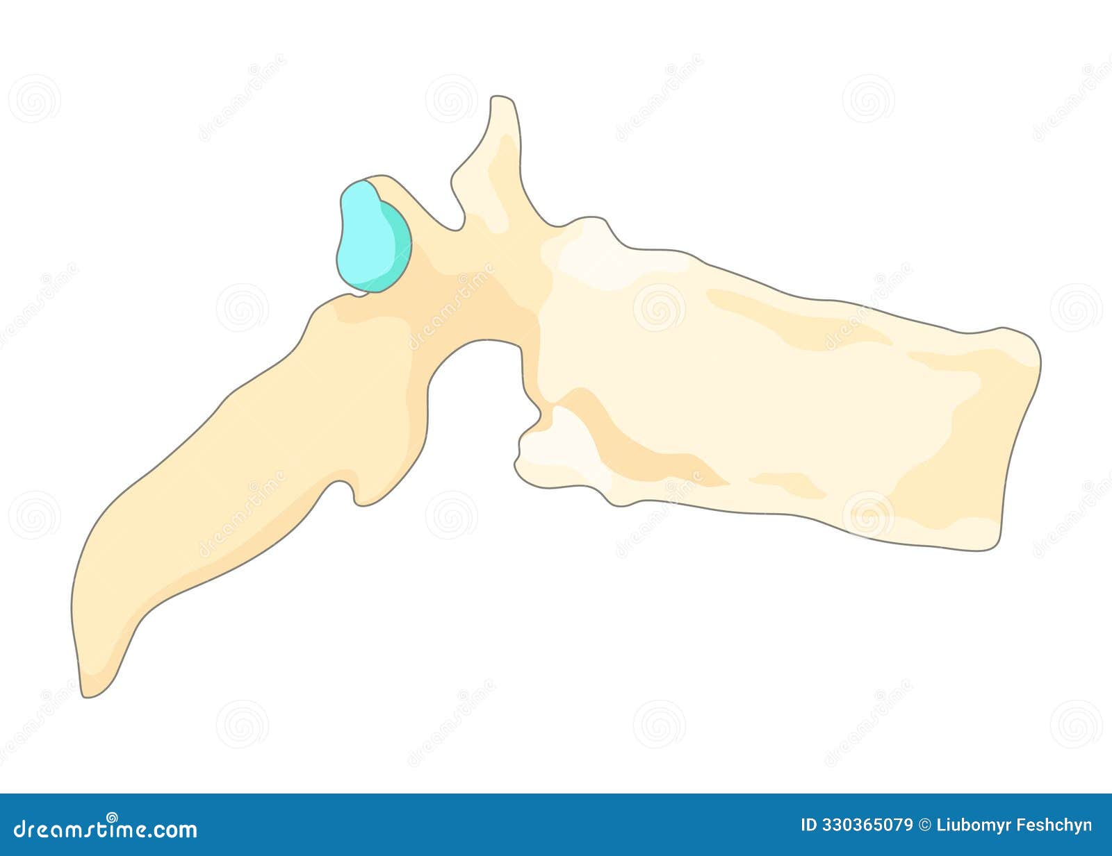 Anatomical Correct Male Skeleton Royalty-Free Stock Photography ...