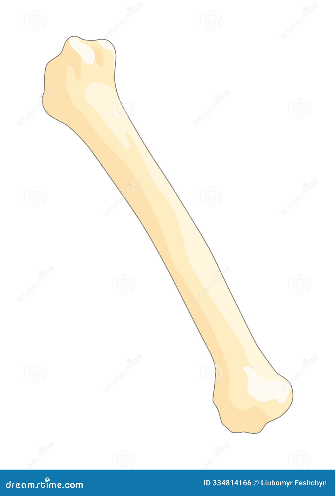 Bones Type Skeleton. Educational Anatomical Diagram Element. Bone ...