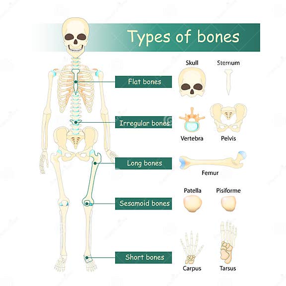 Bones Types of Human Skeleton Stock Vector - Illustration of body ...