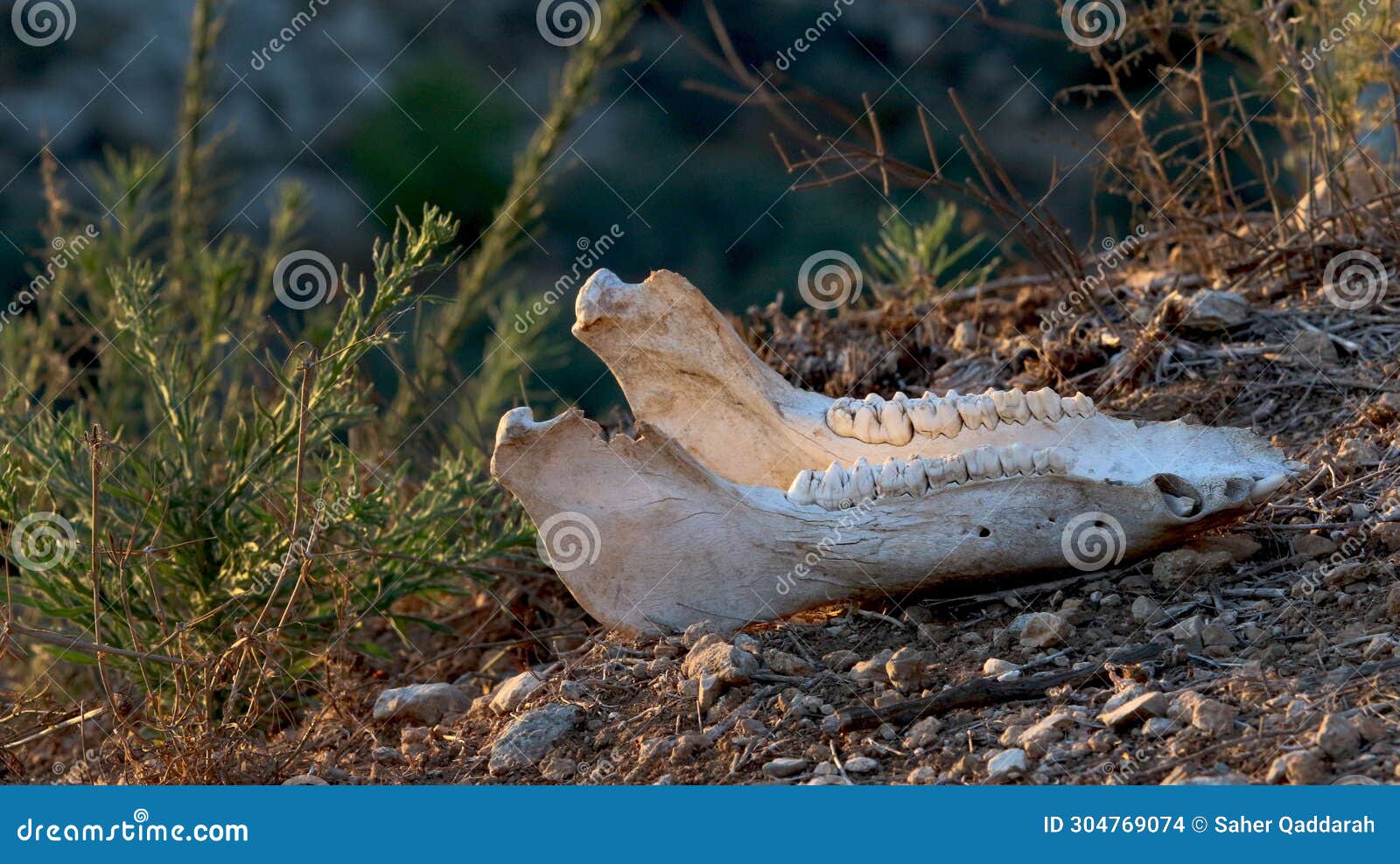 Bones of a Wild Animal S Head Stock Photo - Image of line, circle ...
